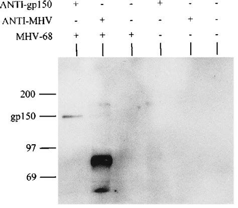 Cell Surface Analysis Of Mhv 68 Infected Cells Cells C127 Were Download Scientific Diagram