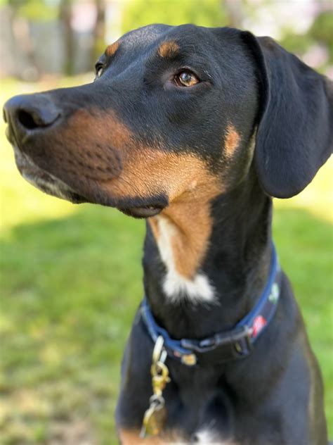 Basset Hound Doberman Mix