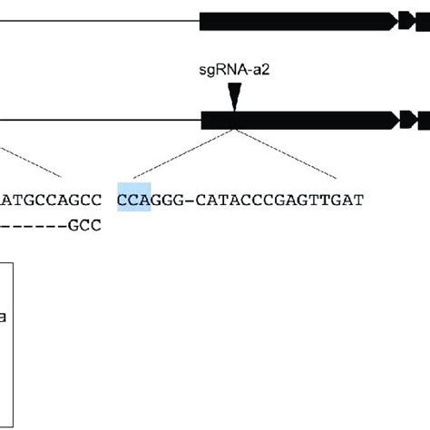Mutagenesis Of The Arm Gene A Schematic Of The Arm Gene Locus Download Scientific Diagram