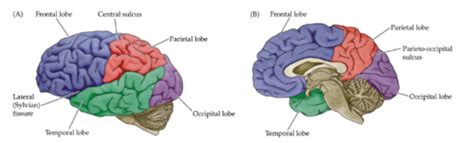 Forelæsning Cortex Flashcards Quizlet Forelæsning Cortex Flashcards Quizlet