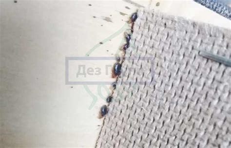 Клопы лезут от соседей: что делать и куда жаловаться