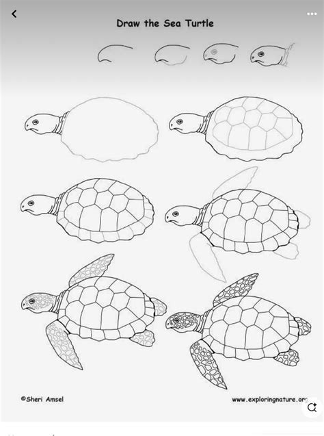 How To Draw A Sea Turtle Easy Step By Step Tutorial In 2025 Turtle