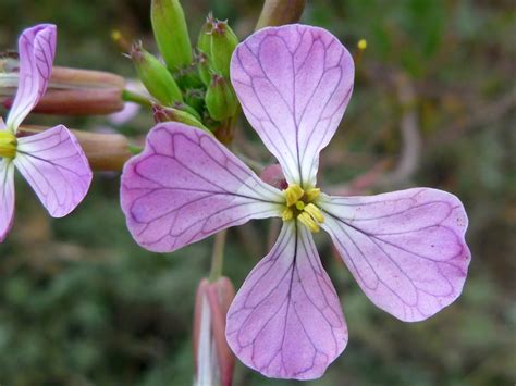 Pink Flower Pictures Of Raphanus Sativus Brassicaceae Wildflowers