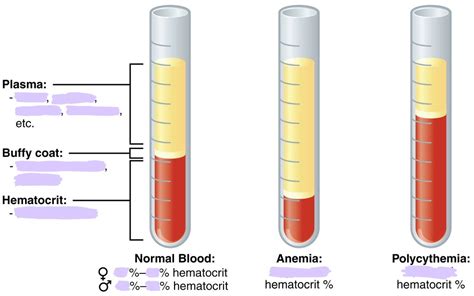 Chapter Lab Tests For RBC S Diagram Quizlet