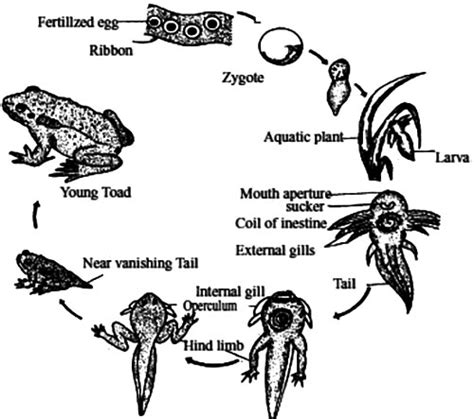 Toads Fertilization And Development Qs Study Toads Fertilization And Development Qs Study