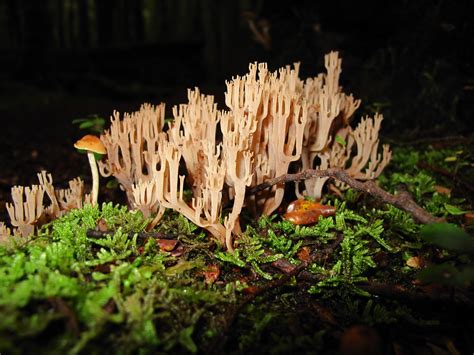 Fungi Tree | Manapouri Forest, Fiordland, New Zealand | riviera9300 ...