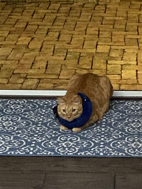 Simba Is Recovering From A Booty Infection So He Must Wear The Donut Of