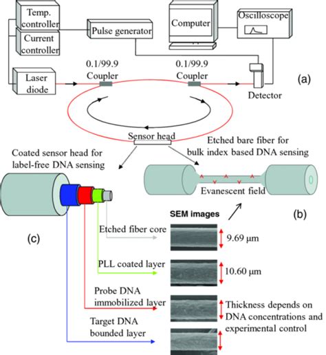 Fiber Loop Ringdown Dna And Bacteria Sensors