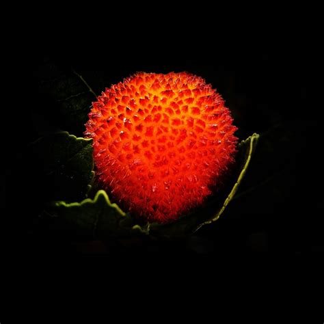 Fruit Color Exotic Free Photo On Pixabay Pixabay