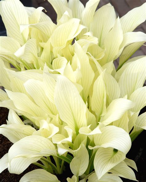 Hosta White Feather Bare Roots — Buy White Plantain Lilies Online At
