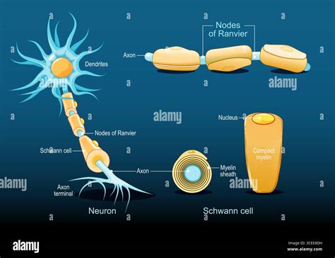 Neuron Anatomy Dendrites Myelin Sheath Nucleus Axon Axon Structure