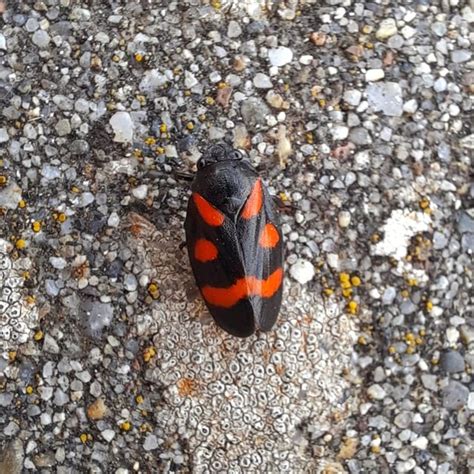 This Bug I Found Had A Demon Face On Its Back Rdamnthatsinteresting