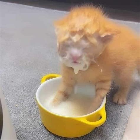 Taylor Mccarty Youtube