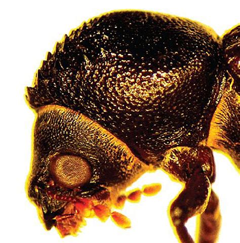 Powderpost Beetle Catseye Pest Control
