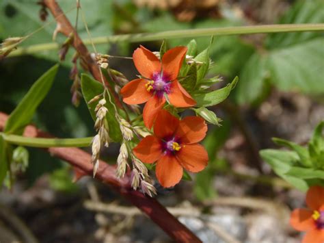 Scarlet Pimpernel Flower Native Range