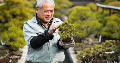 How Old Are Bonsai Trees Bonsai Tree Help