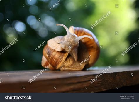 Two Snails Having Sex Stock Photo Shutterstock