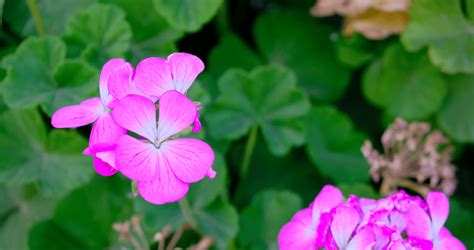Everything you need to know about Geraniums