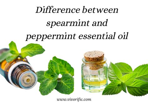 Difference Between Spearmint And Peppermint Essential Oil