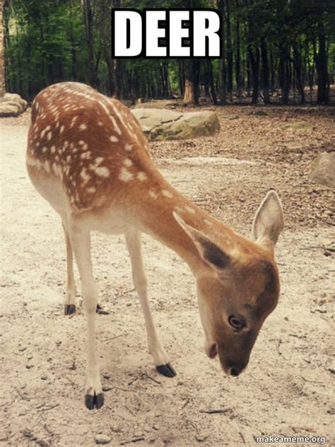 Deer O M G Deer Meme Generator