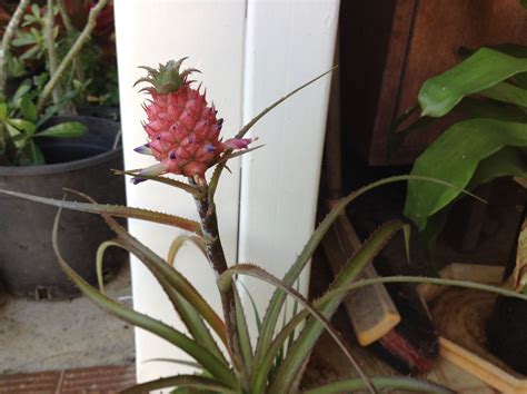 Mini Pineapple Plant Palm Plant Plants Pineapple Planting