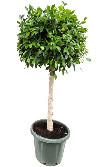 Ficus Nitida Large Fleurdirectnl Fleurdirect
