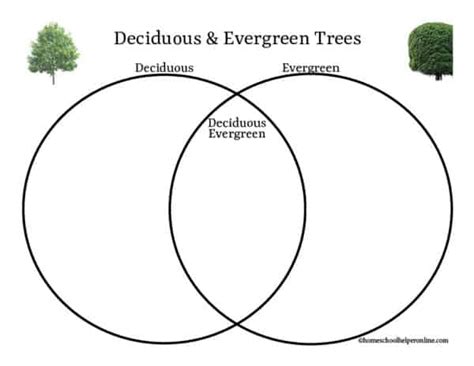 Trees Investigation Nature Journal Printables Homeschool Helper Online