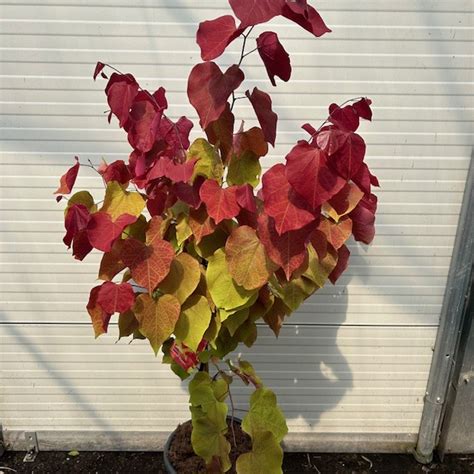 Cercis Can Eternal Flame Judasboom 150 175 Cm Tas Boomkwekerij