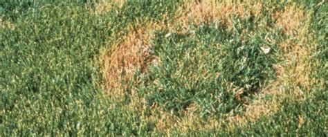 Necrotic Ring Spot Turf Disease Syngenta Professional Solutions