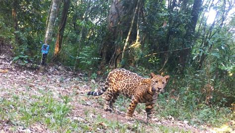 Detectaron ocho yaguaretés en el Parque Nacional Iguazú el video del registro inédito Infobae