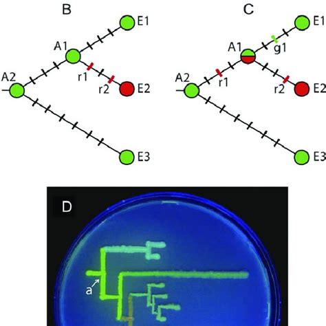 The Need For Vertical Comparative Analysis A A Typical Phylogenetic