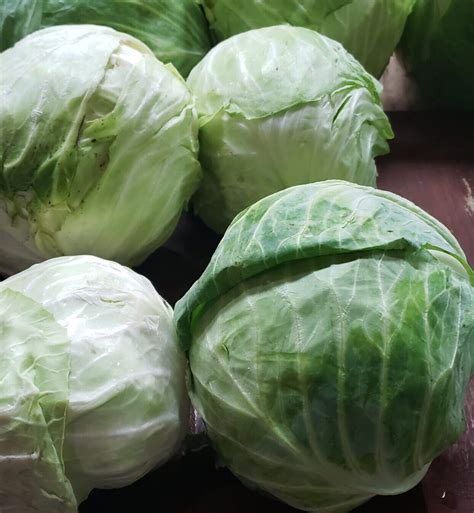 Small Cabbage Head Country Gardens Farm
