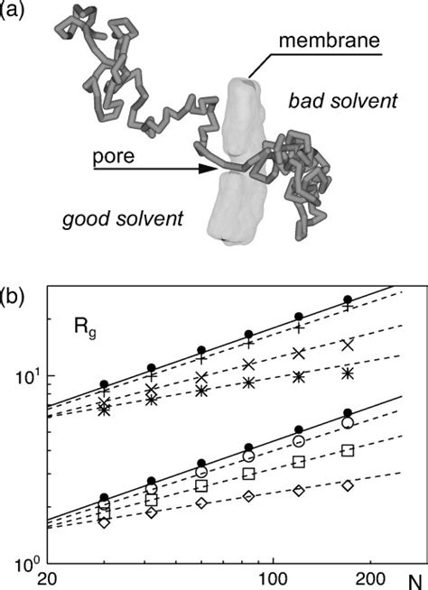 Polymer Translocation Through A Nanopore The Effect Of Solvent Conditions The Journal Of