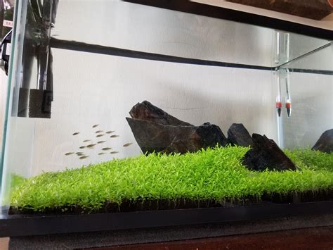 Aquarium Grass Online Buying
