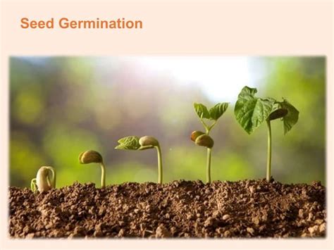 Propagation By Seed Explained Sexual Propagationpptx