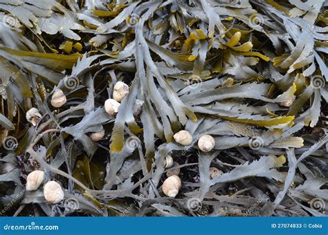 Brown Algae Forkweed Or Doubling Weed Dictyota Dichotoma Undersea