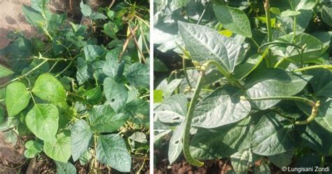 Vigna Unguiculata Plantzafrica