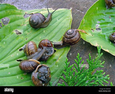 How To Tell If Snails Are Eating My Plants At Jacob Lutz Blog
