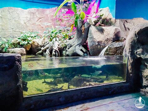 Underwater World Langkawi Attraction In Langkawi Premium Travelog