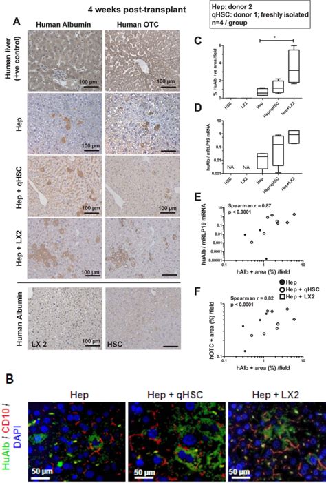 Cotransplantation With Human Hepatic Stellate Cells HSCs Increases