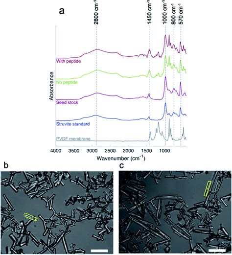 Exploring The Effect Of A Peptide Additive On Struvite Formation And Morphology A High