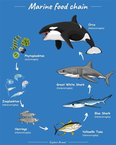 Marine Life Food Chain Animated Marine Food Chain Made In Powerpoint