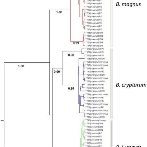 Bayesian Mcmc Analysis Was Conducted Using The General Time Reversible Download Scientific