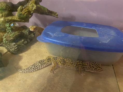 Common Gecko Health Problems Gecko Time