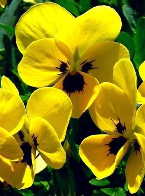 Pin De Yasna Moreno Em Florcitas Maravillosas Jardinagem