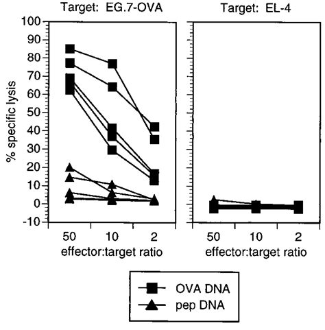 A Single Ctl Epitope Dna Vaccine Is Inefficient At Generating Ctl