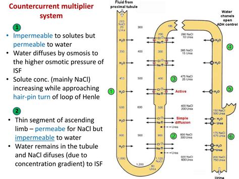 Ppt Urinary System L 2 3 Tubular Reabsorption And Secretion Powerpoint