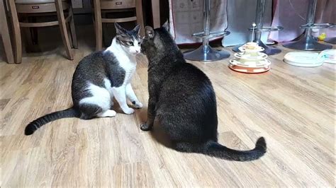 다정히 핥다가 갑자기 미묘한 기류가 흐르더니 살짝 싸움으로 변질될뻔했다 Youtube