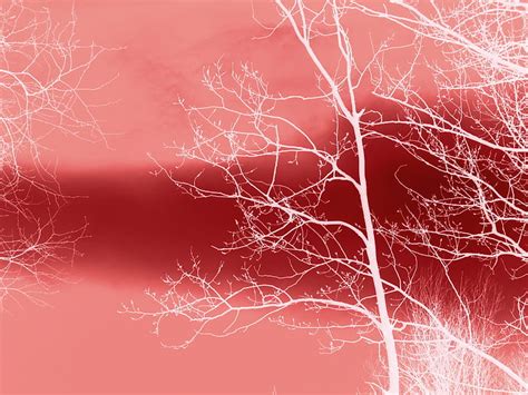 Hd Wallpaper Background Tree Color Wallpaper Flare