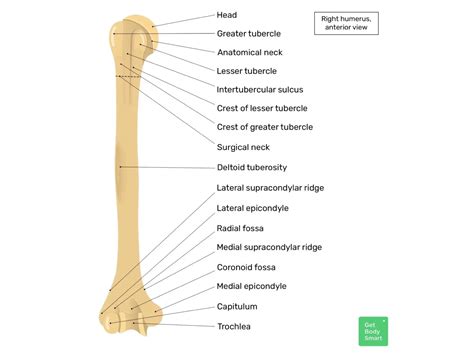 25 Humerus Shaft Fx Pptx Free Download From Here Ppt